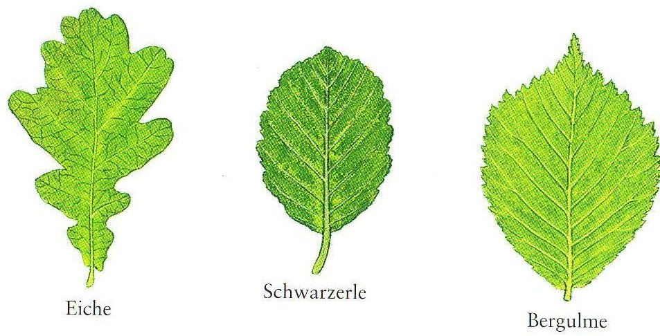 Natürlich Lernen: blattformen
